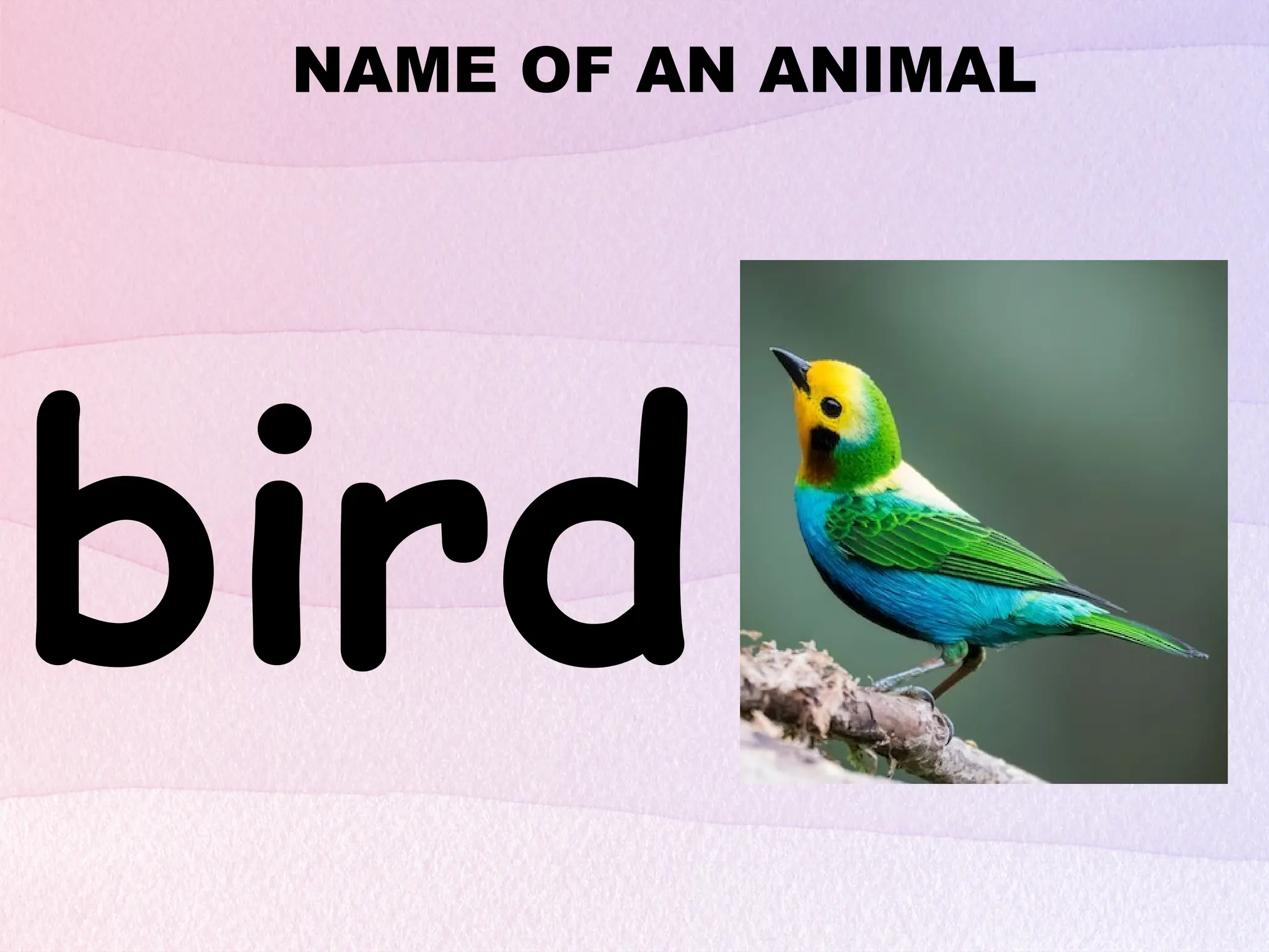 Parts of Speech- Nouns - names of person, place, animal, thing or idea ...