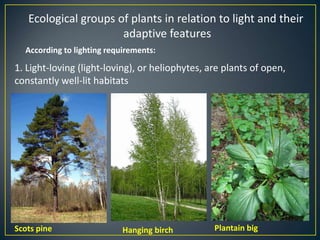Ecology.ppt