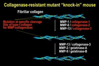073 collagenases vs collagen | PPT