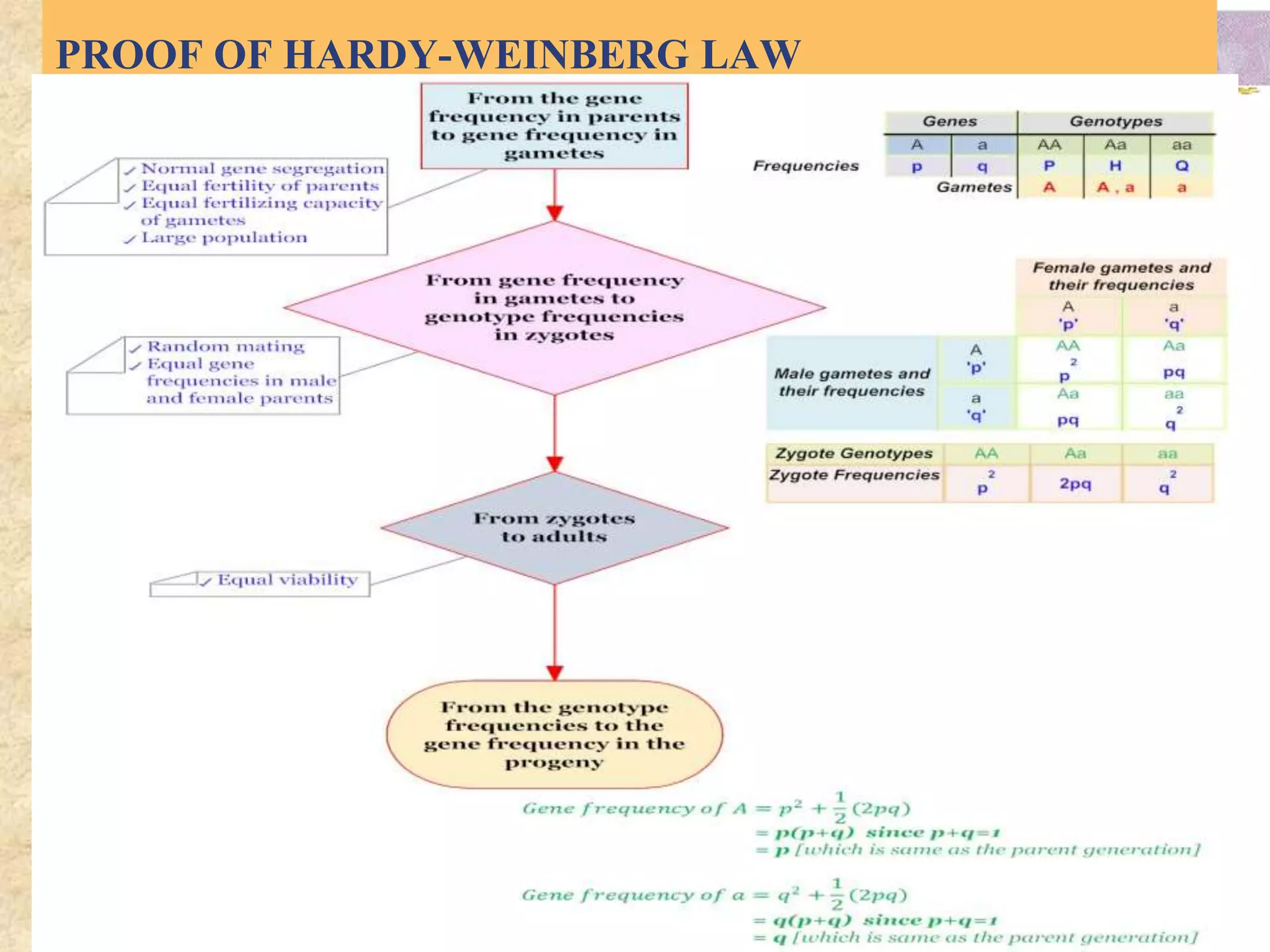Hardy-Weinberg Law | PPT