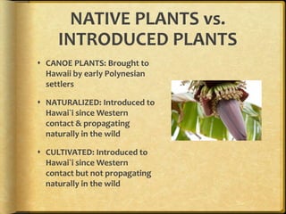 Hwst 105 overview | PPTX