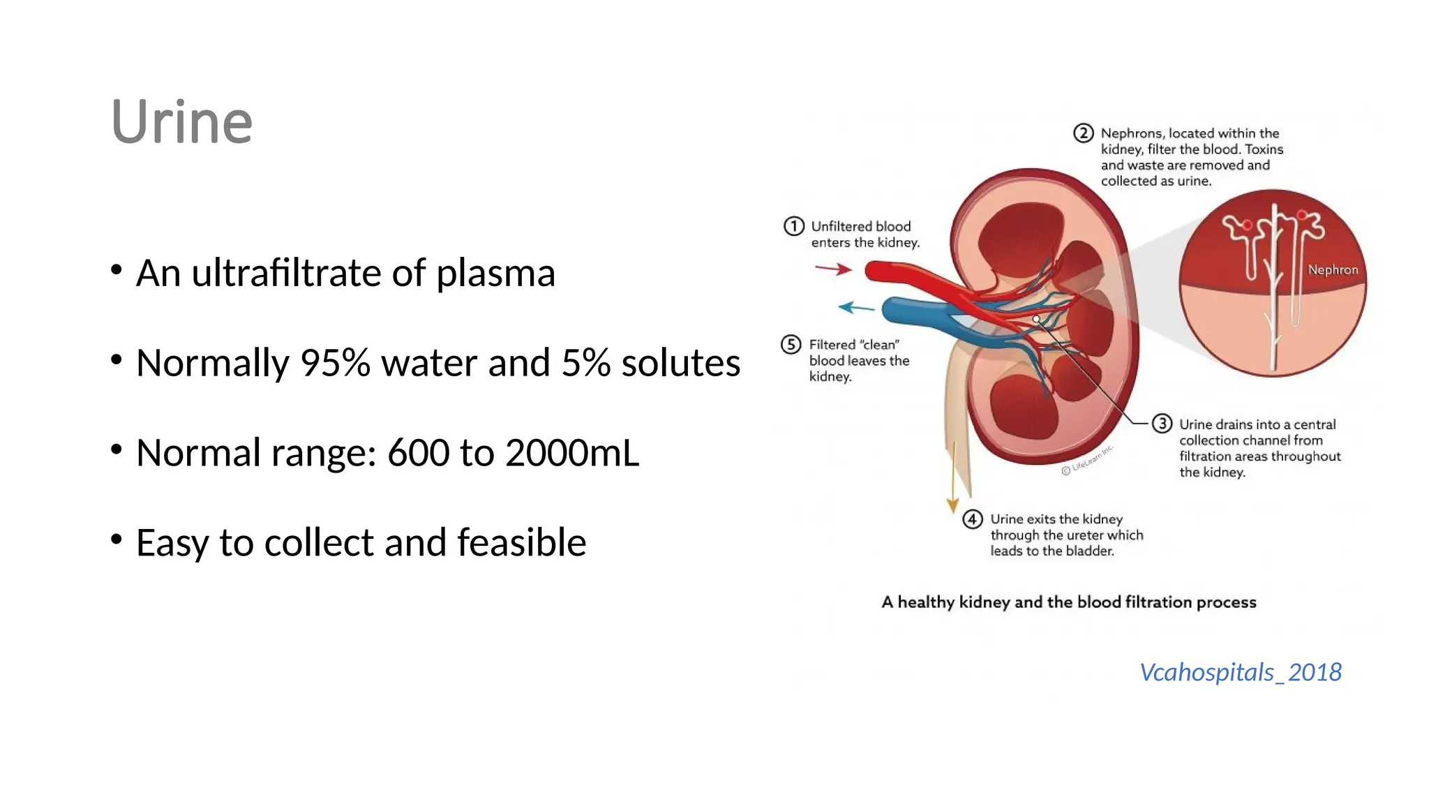 URINE Sediment Analysis in Clinical Pathology | PPTX