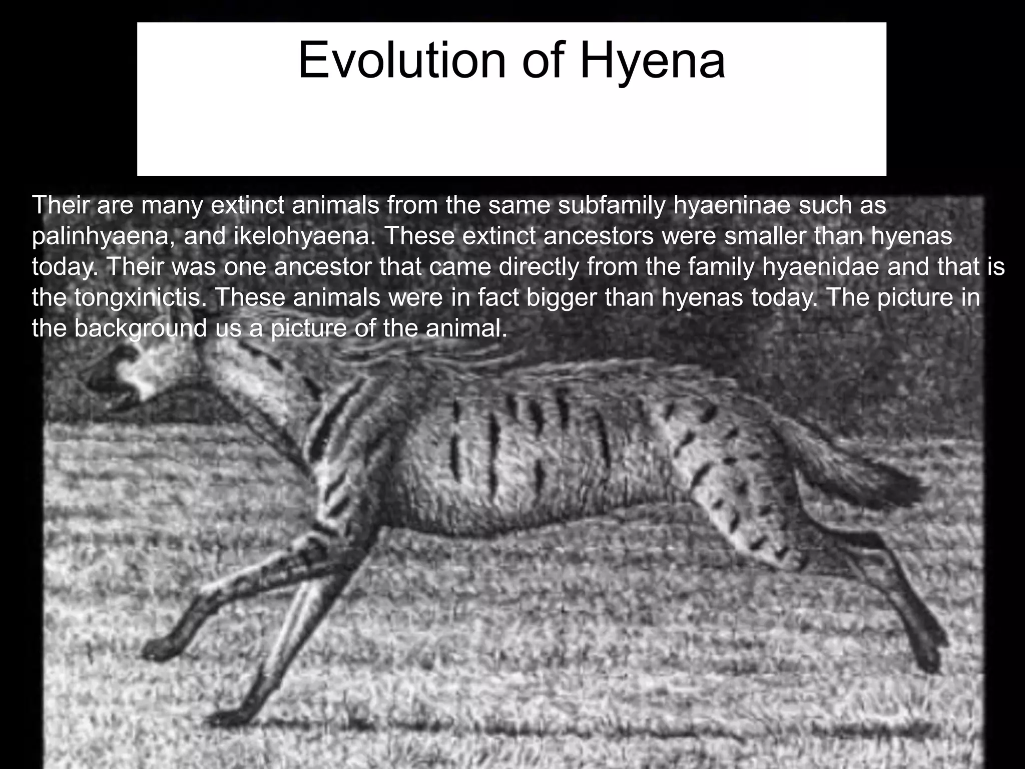 Hyaenidae | PPTX