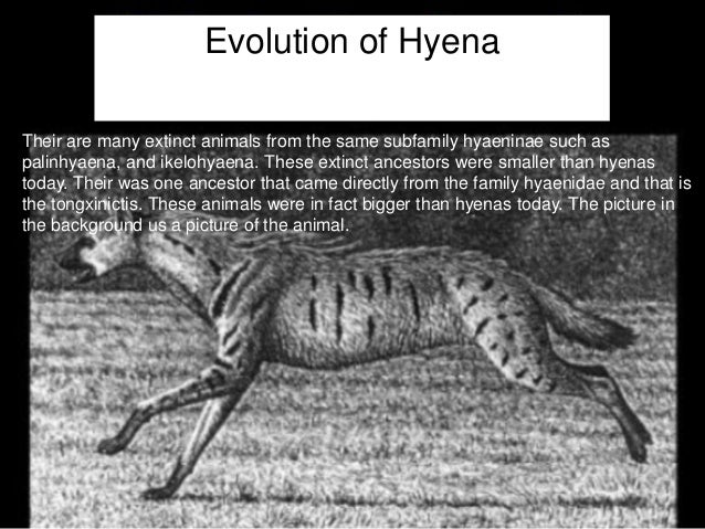 Hyaenidae