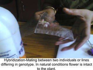 Hybridization By Ms. Manjula Agarwal | PPT