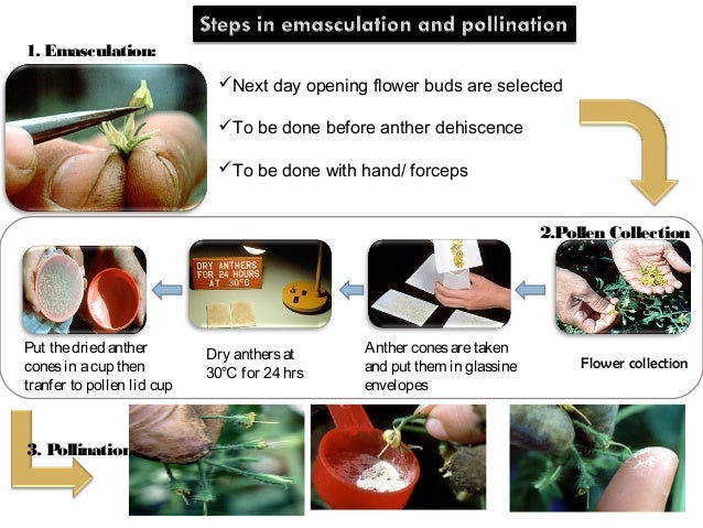 Hybrid seed-production-in-vegetables