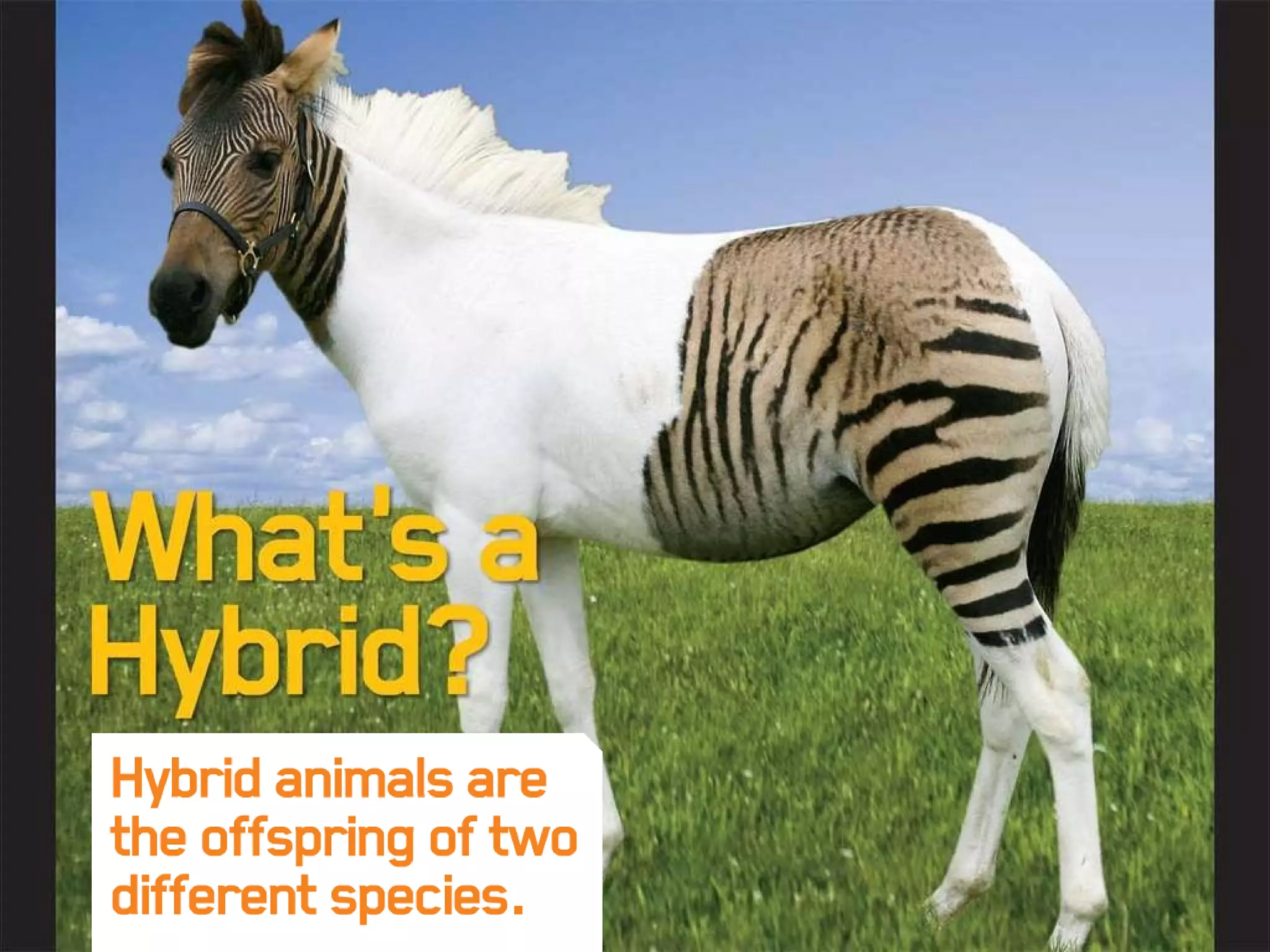 Hybrid animals | PPS