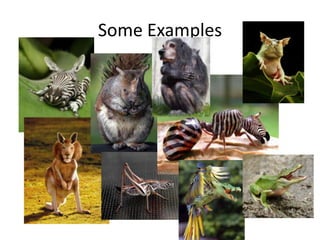 Hybrid Animals PowerPoint | PPTX