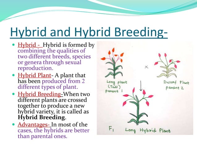 Hybrid breeding in plants | PPTX | Gardening | Home & Garden