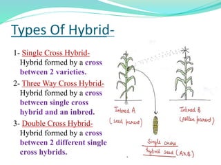 Hybrid breeding in plants | PPTX