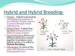 Hybridization In Plants