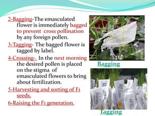 Hybrid breeding in plants | PPT