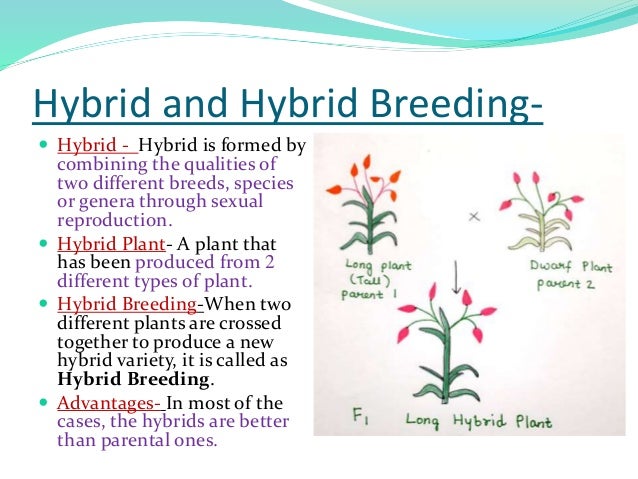 Hybrid breeding in plants