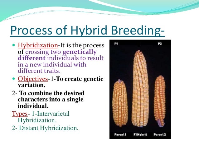Hybrid breeding in plants
