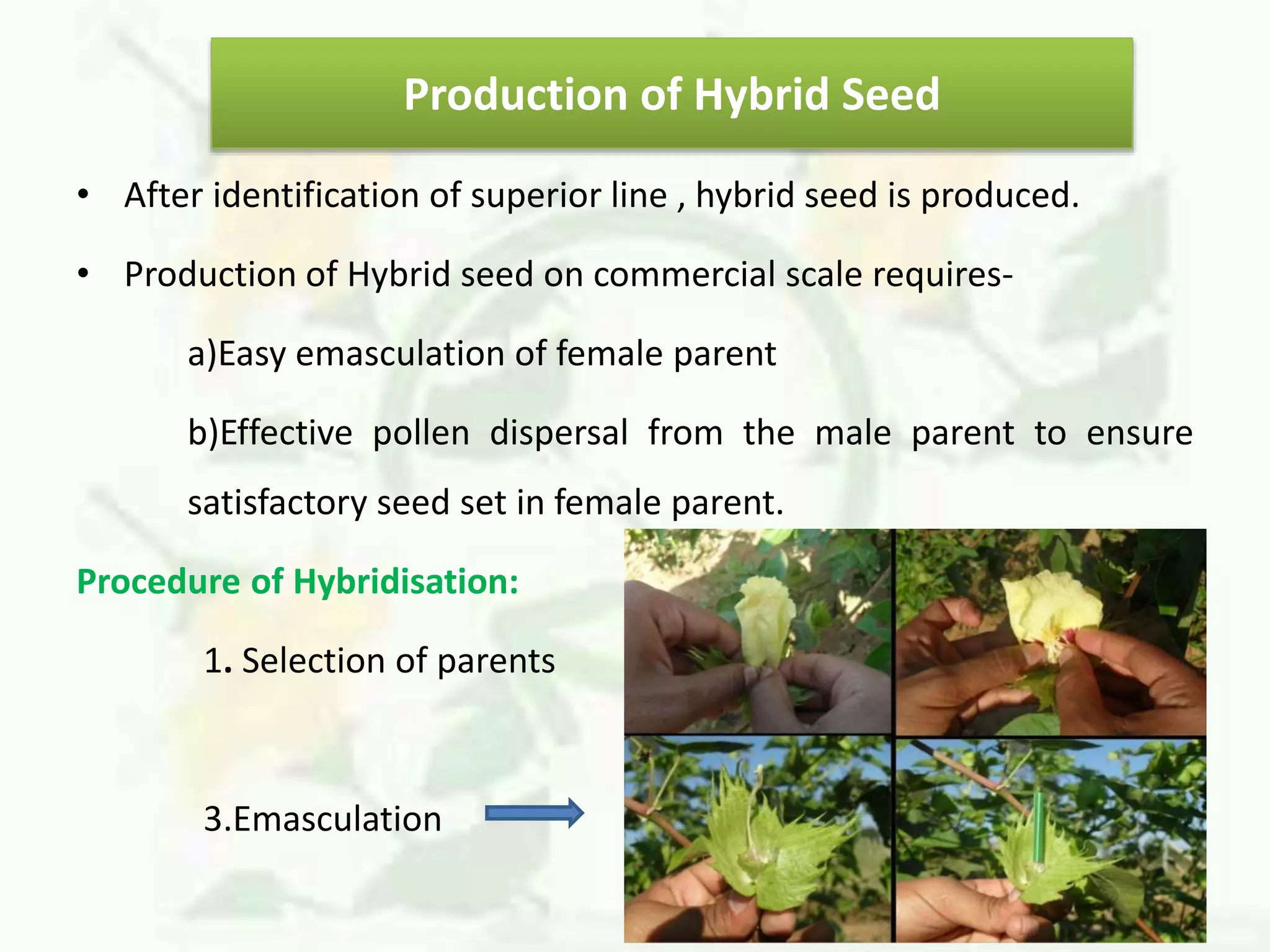 Hybrid breeding | PPTX