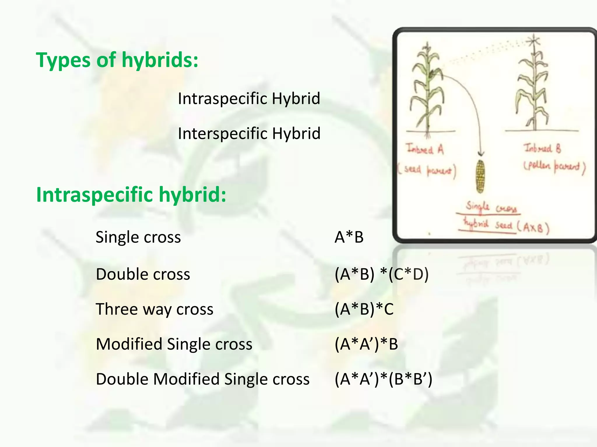 Hybrid breeding | PPTX