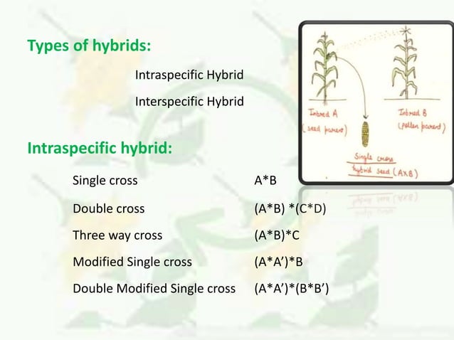 Hybrid breeding | PPTX
