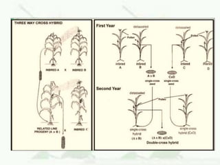 Hybrid breeding | PPTX