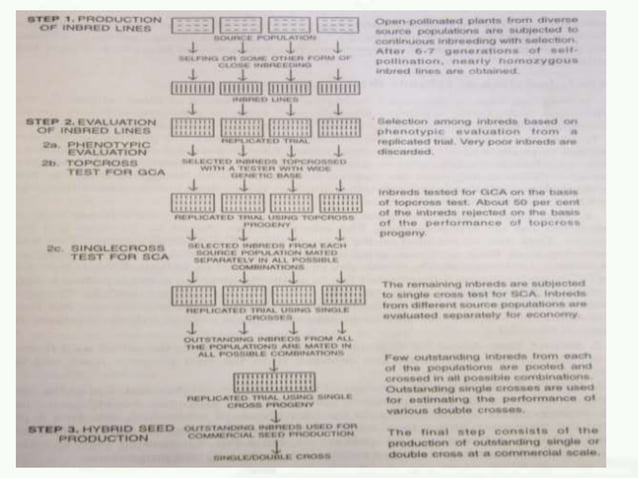 Hybrid breeding | PPTX