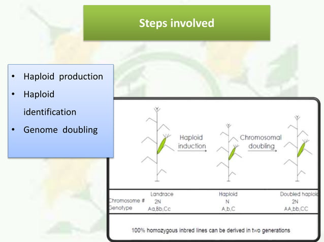 Hybrid breeding | PPTX