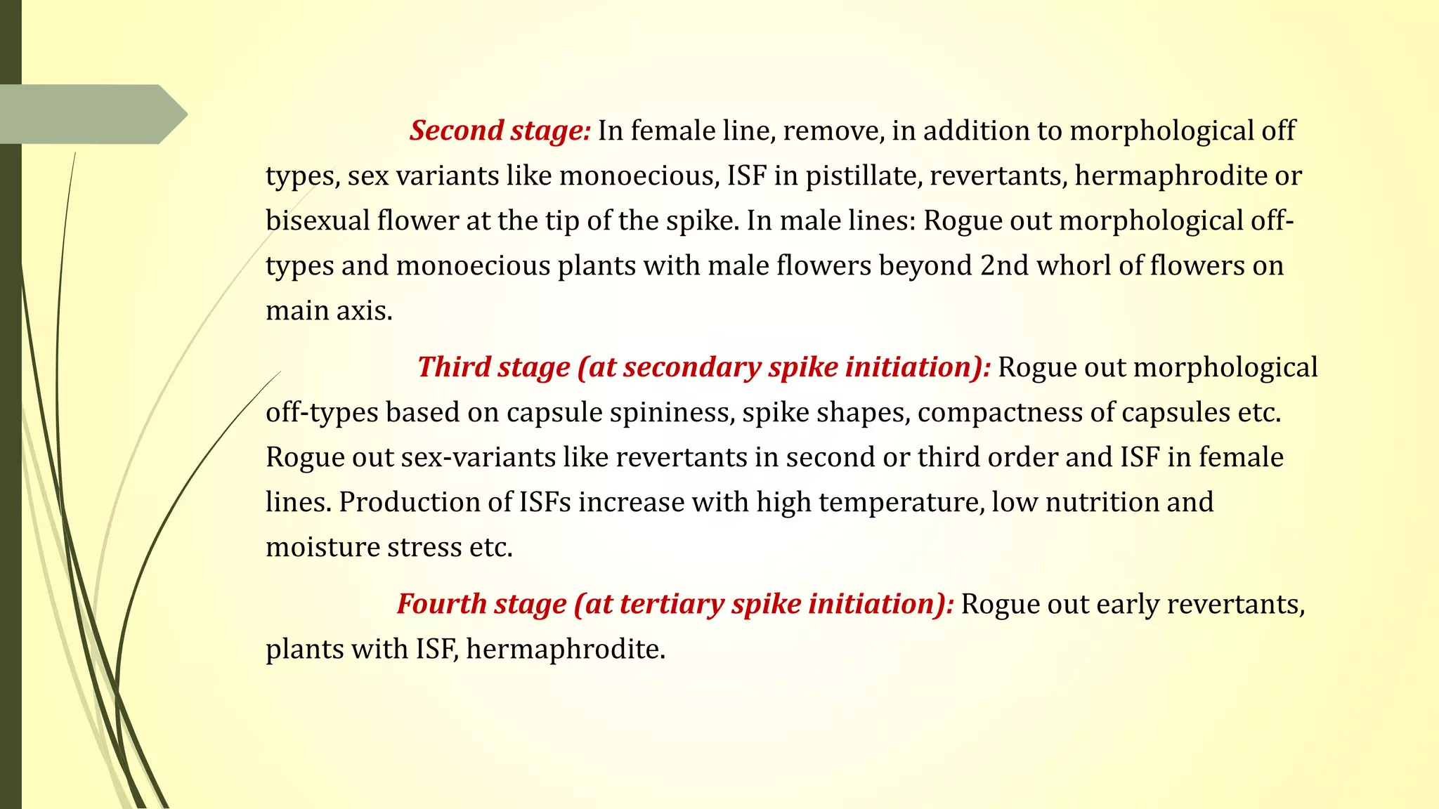 Hybrid Seed Production of Castor.pptx