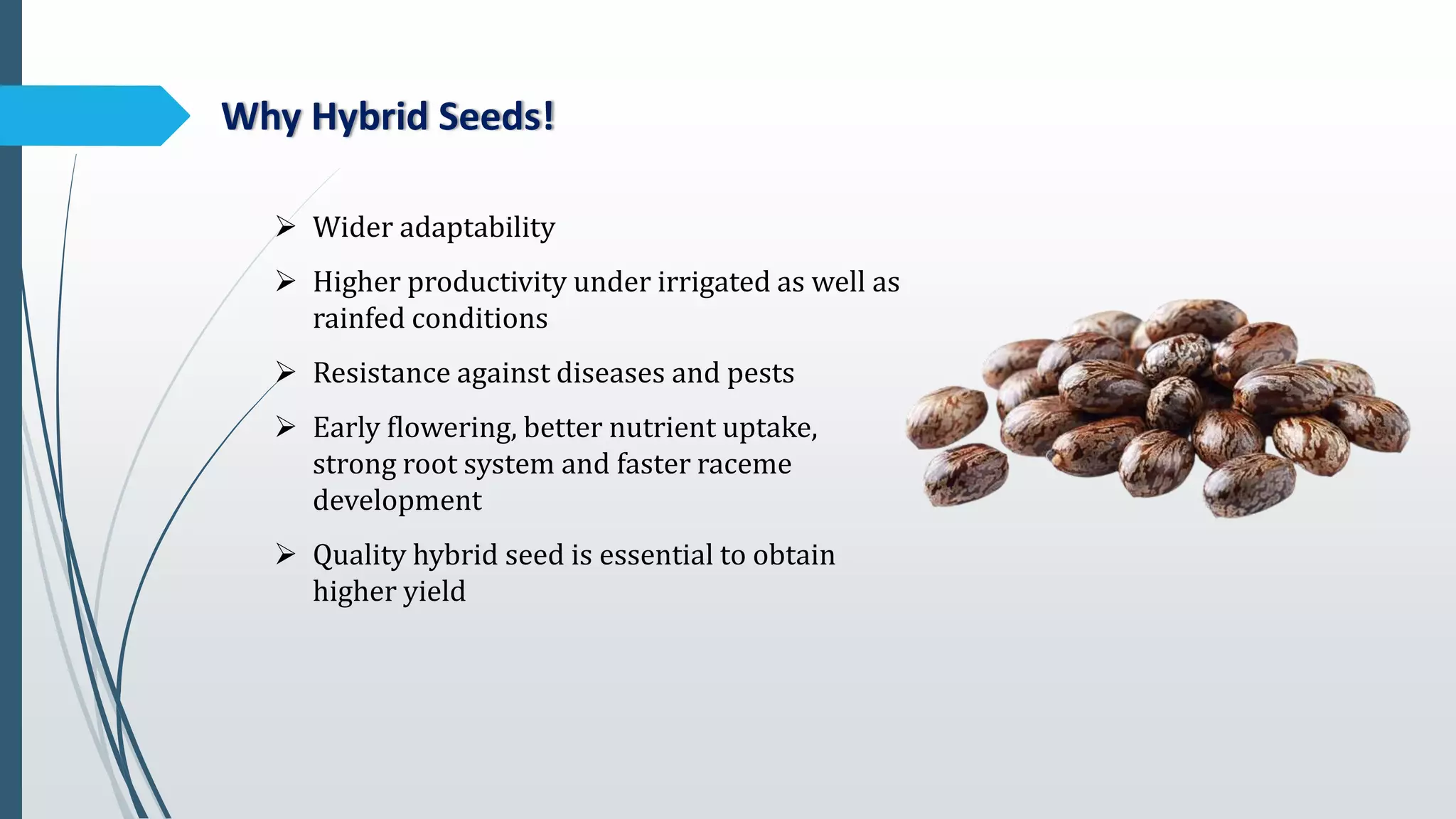 Hybrid Seed Production of Castor.pptx