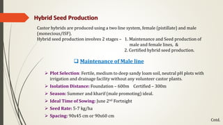 Hybrid Seed Production of Castor.pptx | Agriculture | Industries