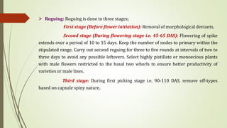 Hybrid Seed Production of Castor.pptx