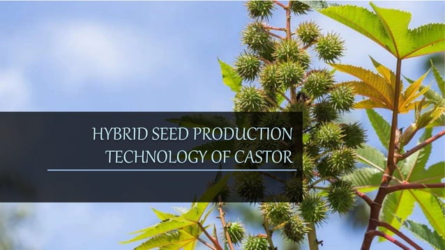 Hybrid Seed Production of Castor.pptx | Agriculture | Industries