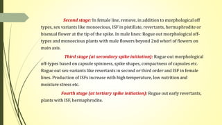 Hybrid Seed Production of Castor.pptx