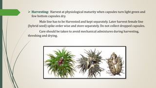 Hybrid Seed Production of Castor.pptx