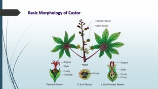 Hybrid Seed Production of Castor.pptx