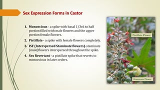 Hybrid Seed Production of Castor.pptx