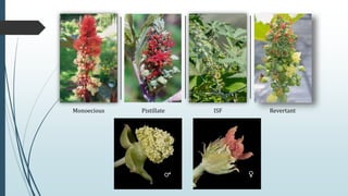 Hybrid Seed Production of Castor.pptx