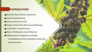 Hybrid Seed Production of Castor.pptx