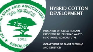 Hybrid Cotton Development | PPTX