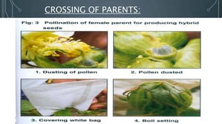 Hybrid Cotton Development | PPTX