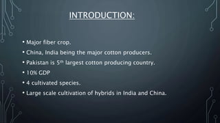 Hybrid Cotton Development | PPTX