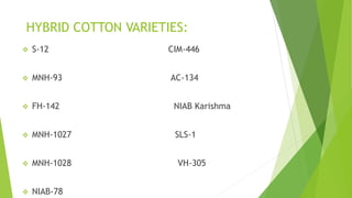 Hybrid cotton seed development | PPTX