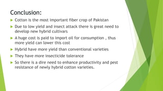 Hybrid cotton seed development | PPTX