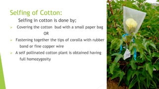 Hybrid cotton seed development | PPTX