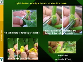 Hybrid development in melons and watermelons1 | PPT