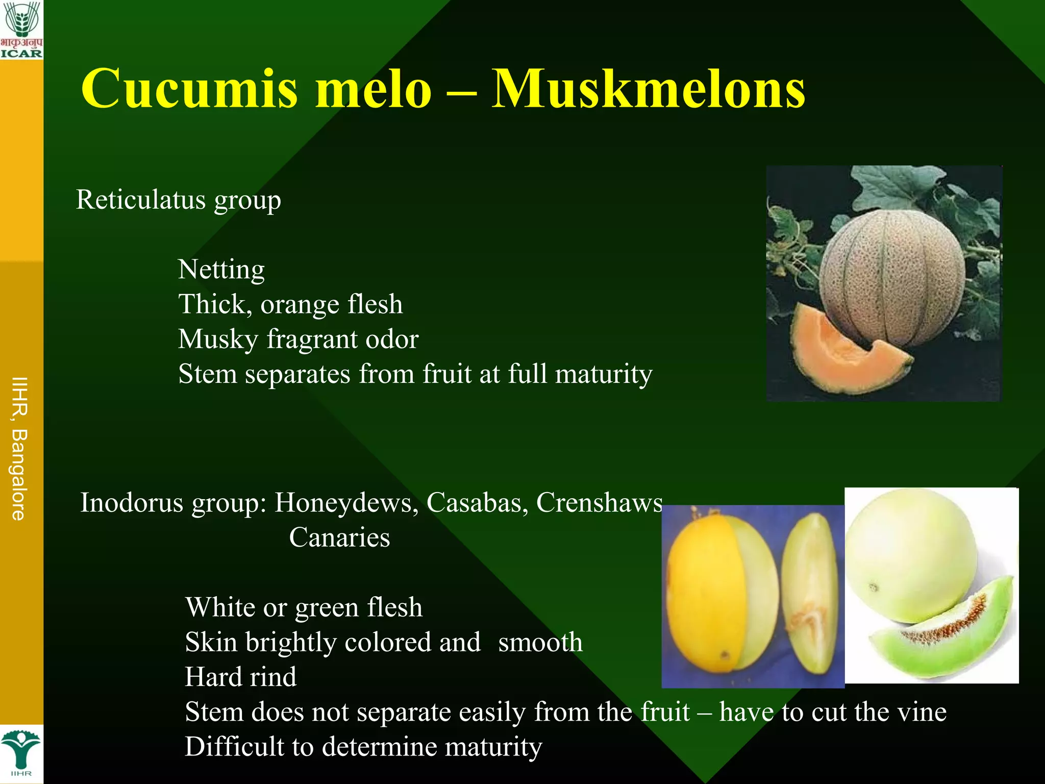 Hybrid development in melons and watermelons1 | PPT
