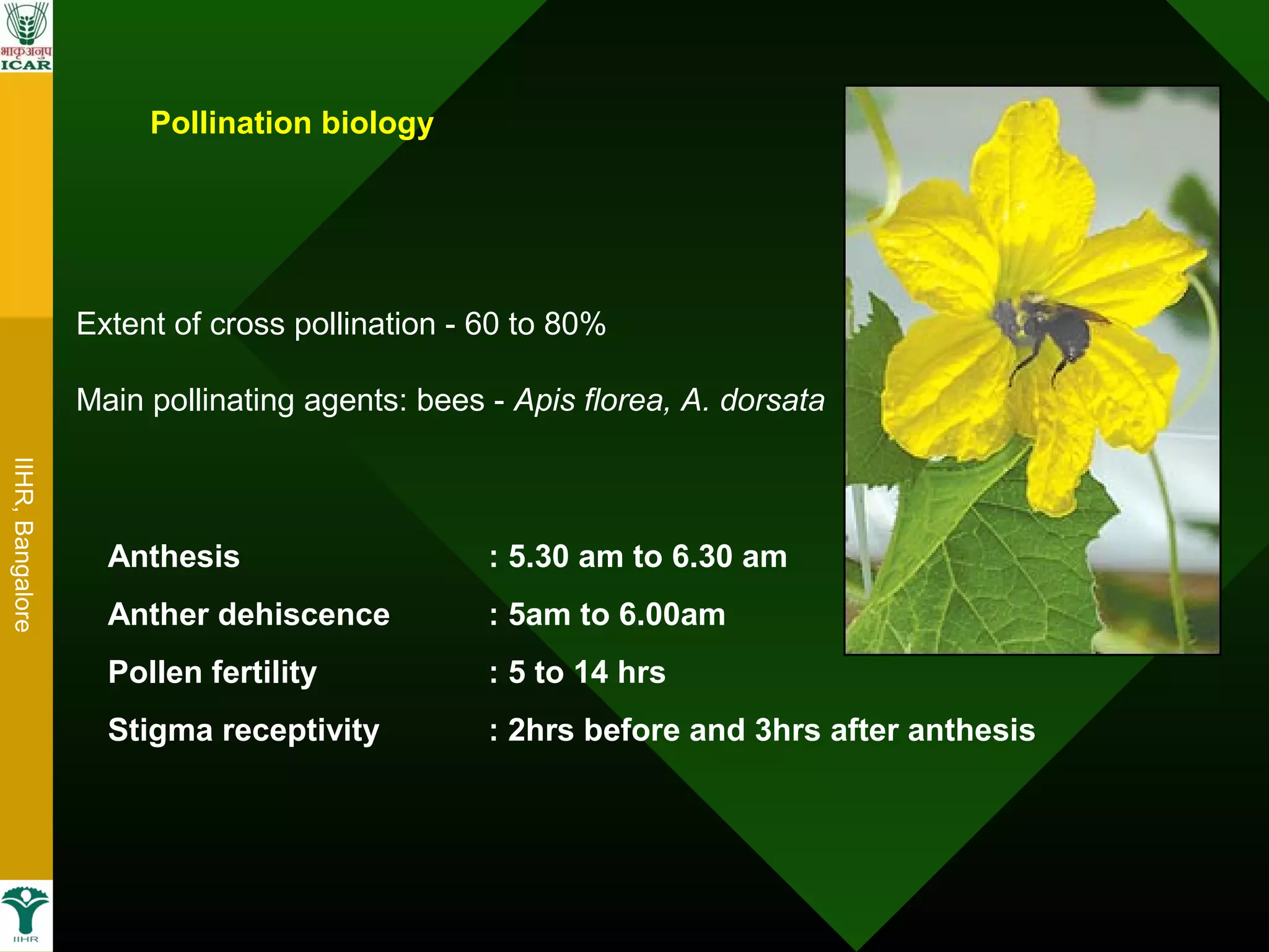 Hybrid development in melons and watermelons1 | PPT
