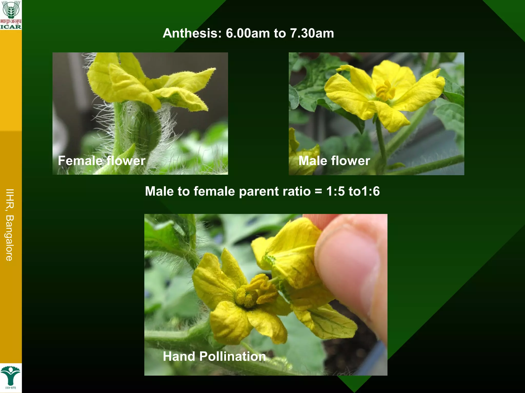 Hybrid development in melons and watermelons1 | PPT