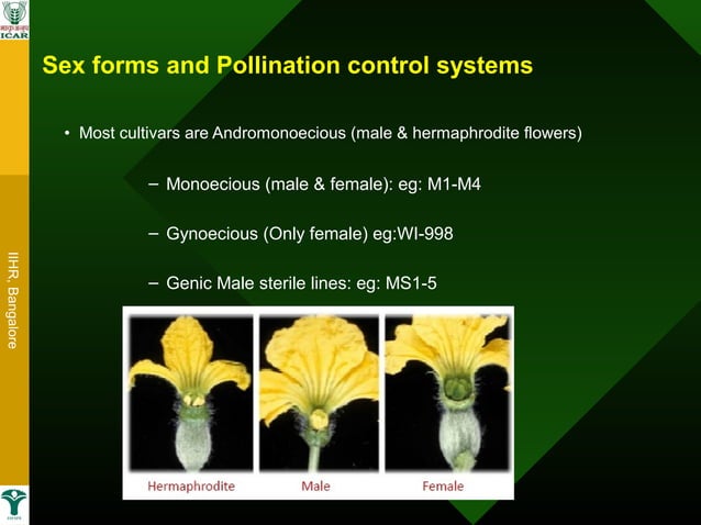 Hybrid development in melons and watermelons1 | PPT