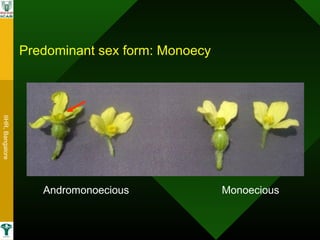 Hybrid development in melons and watermelons1 | PPT