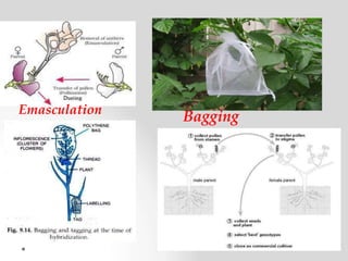 Hybridisation in crop plants | PPTX