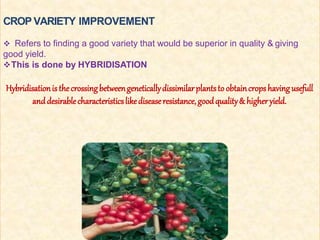 Hybridisation in crop plants | PPTX