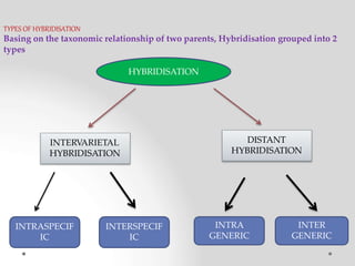 Hybridisation in crop plants | PPTX